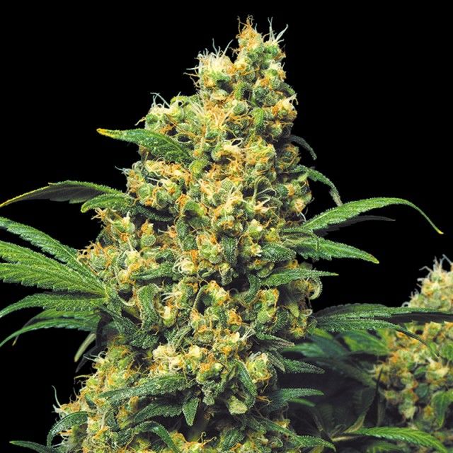 Warlock Female Cannabis Seeds by Serious Seeds – Carib Seeds