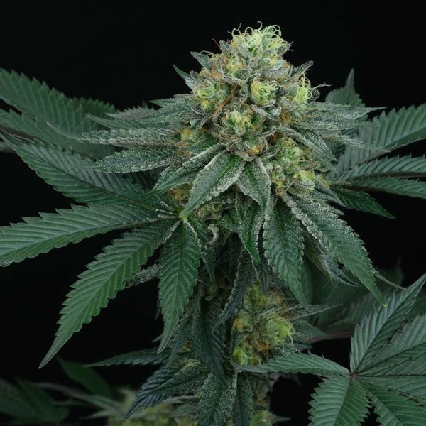 Zai Zai Regular Cannabis Seeds By Perfect Tree Carib Seeds
